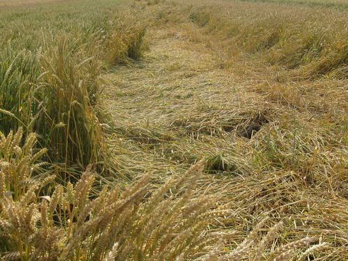 Dominacija pšenice u strukturi trgovanja | Poljosfera