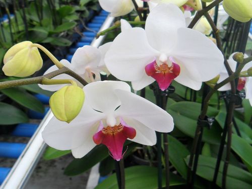 Kako negovati orhideju tokom zime i uživati u njenoj lepoti | Poljosfera