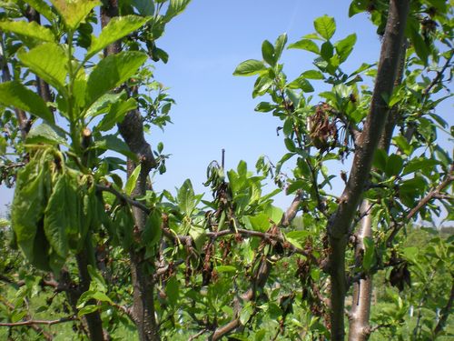 Monilioze koštićavog voća (Monilia laxa, Monilia fructigena) | Poljosfera