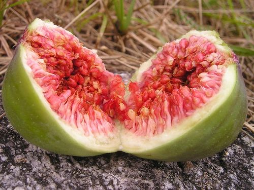 Smokva - sadnja, agrotehnika i rezidba | Poljosfera
