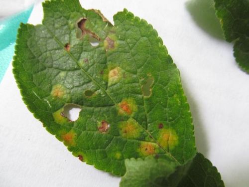 Plamenjača šljive | Poljosfera