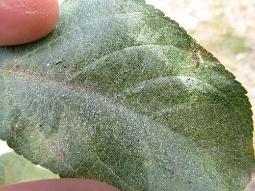 Grinje u usevima | Poljosfera