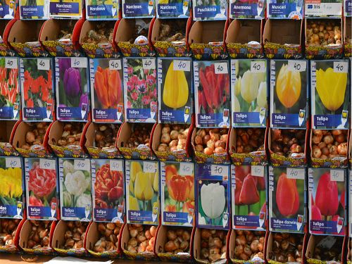 Lale u saksijama | Poljosfera