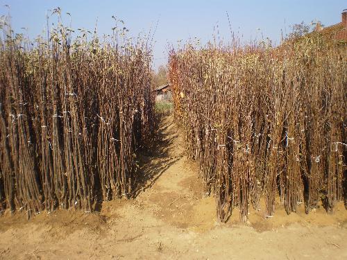 Kako postupati sa voćnim sadnicama od kupovine do sađenja | Poljosfera