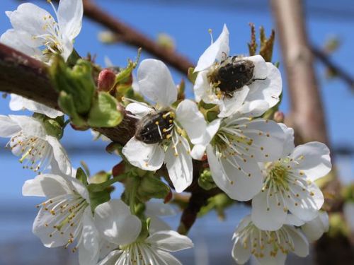 U voćnjacima registrovano prisustvo rutave bube | Poljosfera