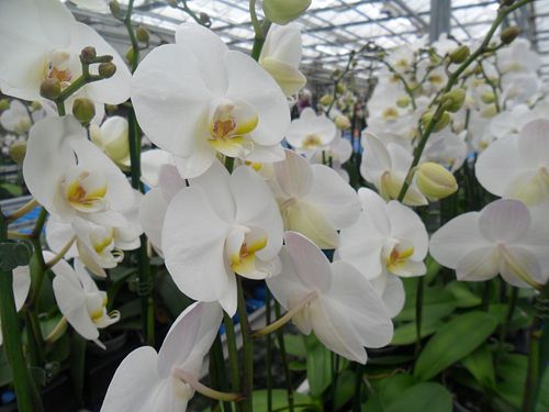 Kako negovati prelepu orhideju Phalenopsis | Poljosfera