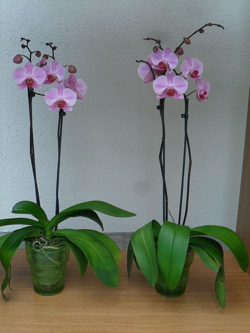 Kako negovati prelepu orhideju Phalenopsis | Poljosfera
