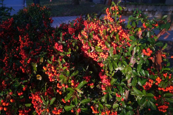 Dunjarica je dekorativan, otporan i i skroman ukrasni grm | Poljosfera