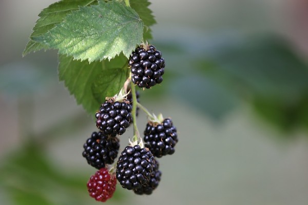 Sistem gajenja kupine sa rotirajućim krstastim naslonom (RCA™) | Poljosfera