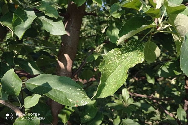 Virus mozaika jabuke | Poljosfera