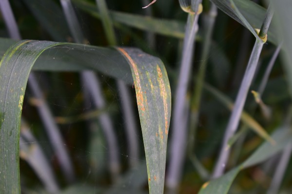 Pylon plus: Novo - zaštita pšenice od prouzrokovača bolesti | Poljosfera