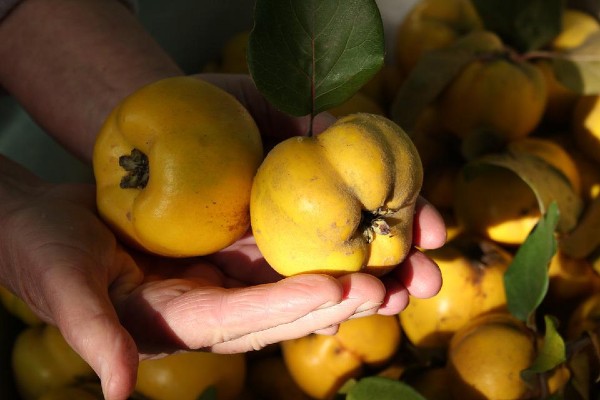 Dunja - Određivanje optimalnog vremena berbe na 5 načina | Poljosfera