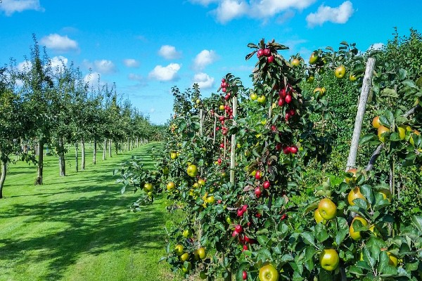 Feromoni u zaštiti i 7 prednosti primene u voćnjacima | Poljosfera