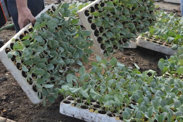 Proizvodnja rasada uz ispunjenje važnih faktora | Poljosfera