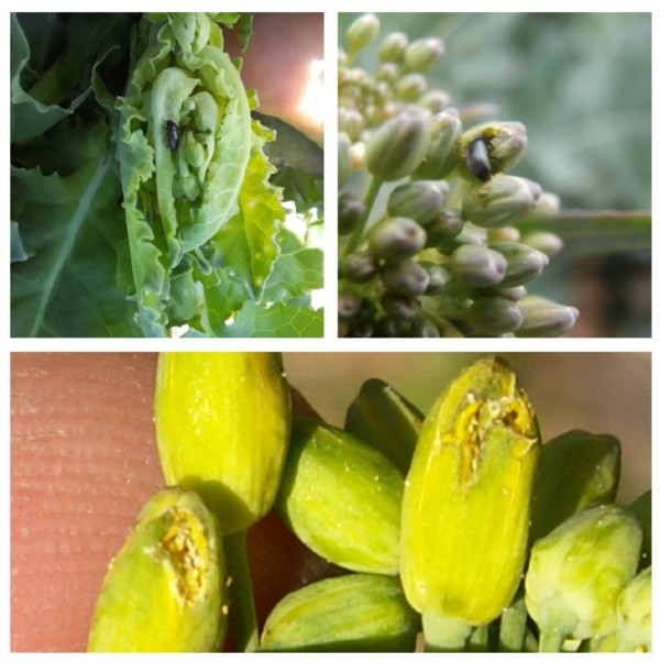 Zaštitimo uljanu repicu od sjajnika - Prag štetnosti je 0,8 sjajnika po ...