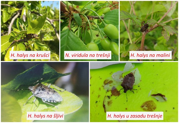 Invazivne stenice u zasadima voća | Poljosfera