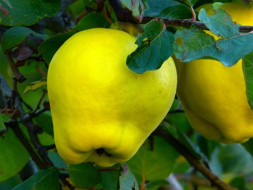 Najpovoljniji ekološki uslovi za gajenje dunje | Poljosfera
