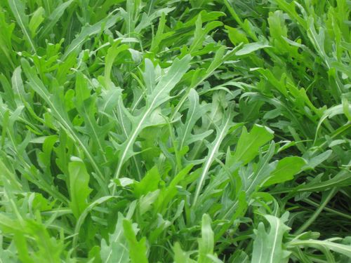 Rukola je biljka skromnih zahteva | Poljosfera