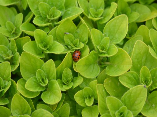 Azijska bubamara – biološki agens | Poljosfera