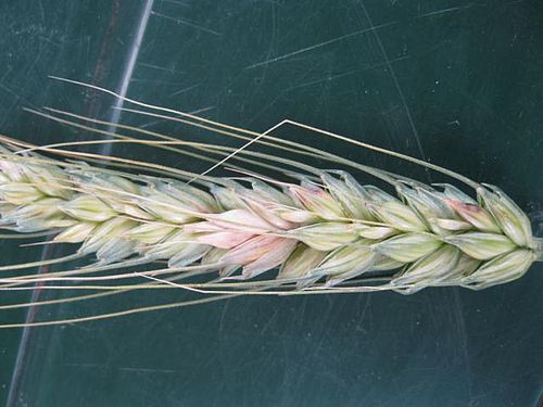 Može doći do infekcije klasova pšenice gljivicom Fusarium graminearum ...