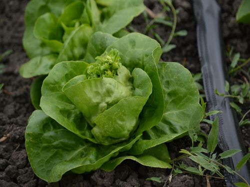 Salata - zimska proizvodnja (setva, rasad, rasađivanje) | Poljosfera