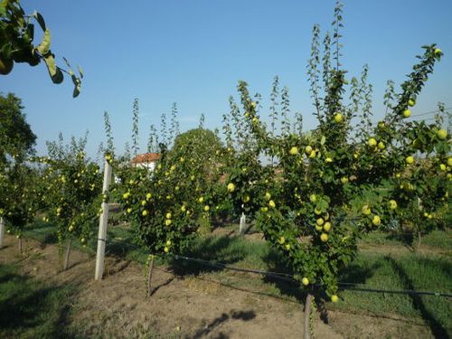 Proizvodnja dunje, sortiment i uslovi uzgoja | Poljosfera