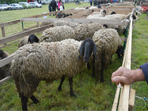Rase ovaca pogodne za proizvodnju mleka | Poljosfera