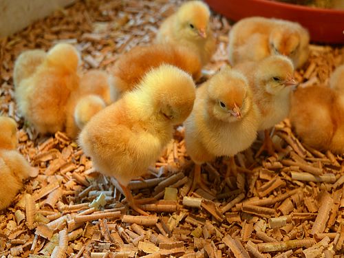 Objekti za uzgoj pilića - Nekoliko saveta za izgradnju | Poljosfera