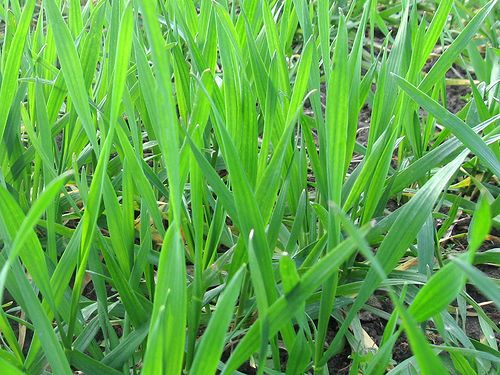 Kaljenje biljaka | Poljosfera