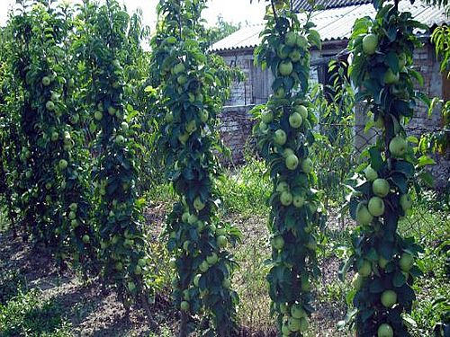 Stubaste jabuke | Poljosfera