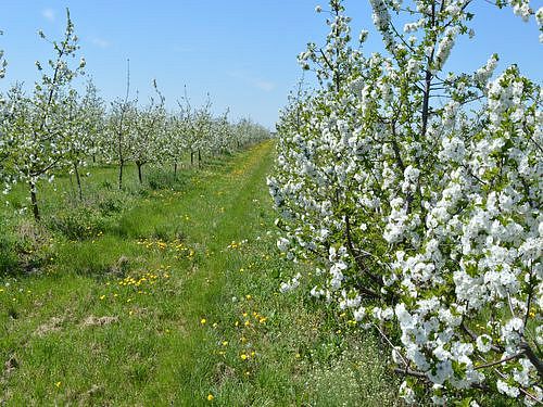 Višnja - uslovi gajenja, đubrenje i sadnja | Poljosfera