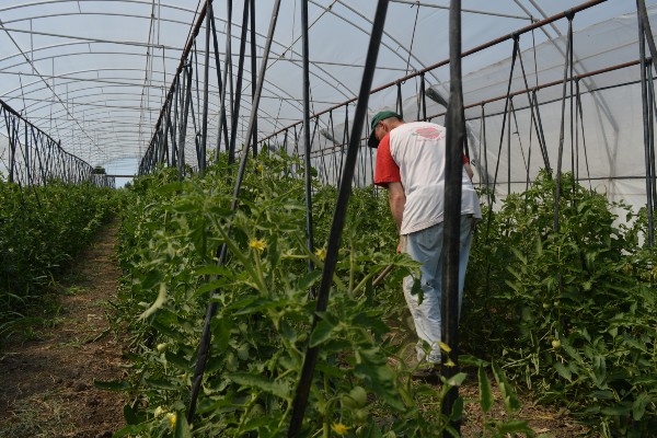 Uspešna proizvodnja povrća podrazumeva pravilnu pripremu zemljišta ...