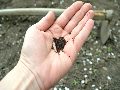 Sertifikovano seme polazna tačka uspešne proizvodnje | Poljosfera