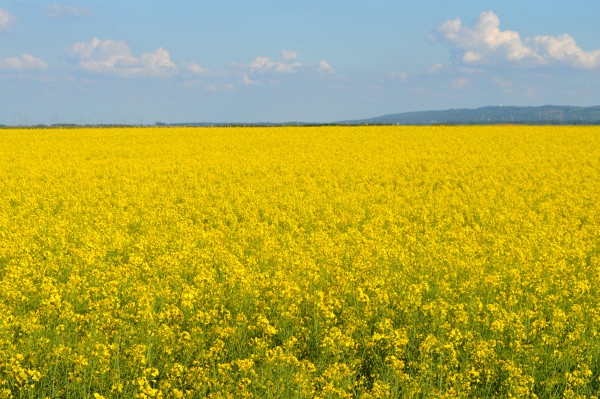 Preduslovi uspešne proizvodnje uljane repice - 9 saveta agronoma ...