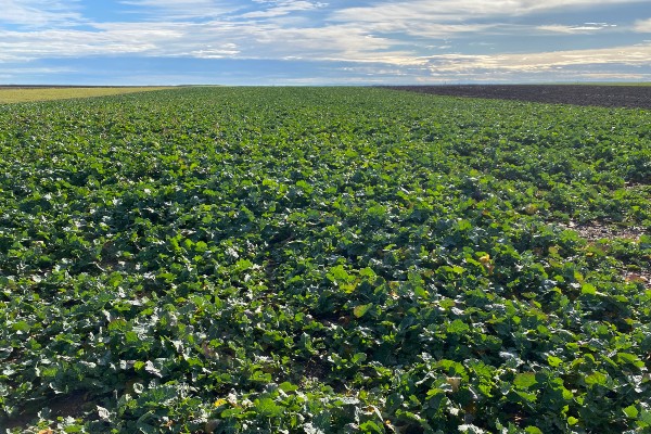 Zaštititi uljanu repicu od repičinih pipa, prag štetnosti 1 pipa na 5 ...