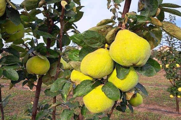 Berba dunje i pravilno skladištenje | Poljosfera