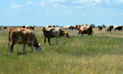 Moravka, autohtona rasa svinja, sa dnevnim prirastom do 810 grama ...