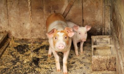Moravka, autohtona rasa svinja, sa dnevnim prirastom do 810 grama ...